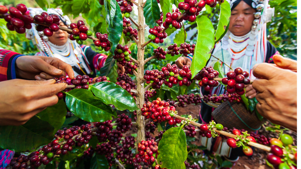 Strength In A Cup: Uncovering The Depth Of Robusta Coffee - A Guide To ...